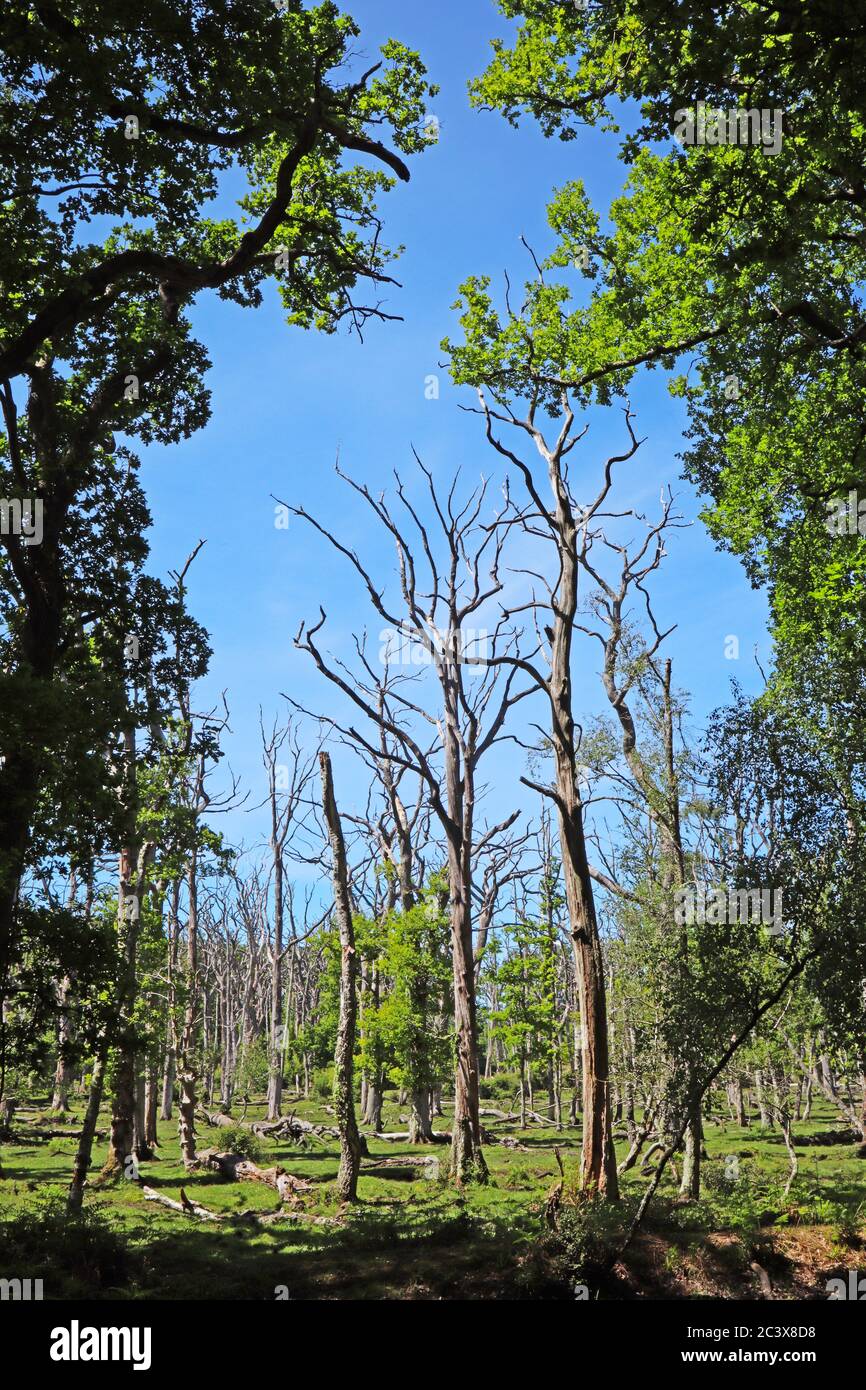 Old dead tree in a deciduous forest in summer hi-res stock photography ...