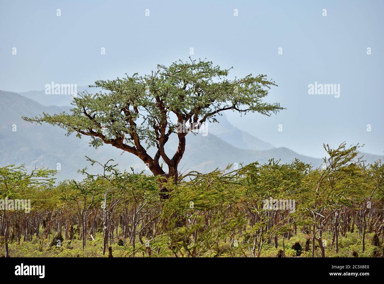 Frankincense Trees, Boswellia sacra, olibanum tree, Homhil Plateau ...