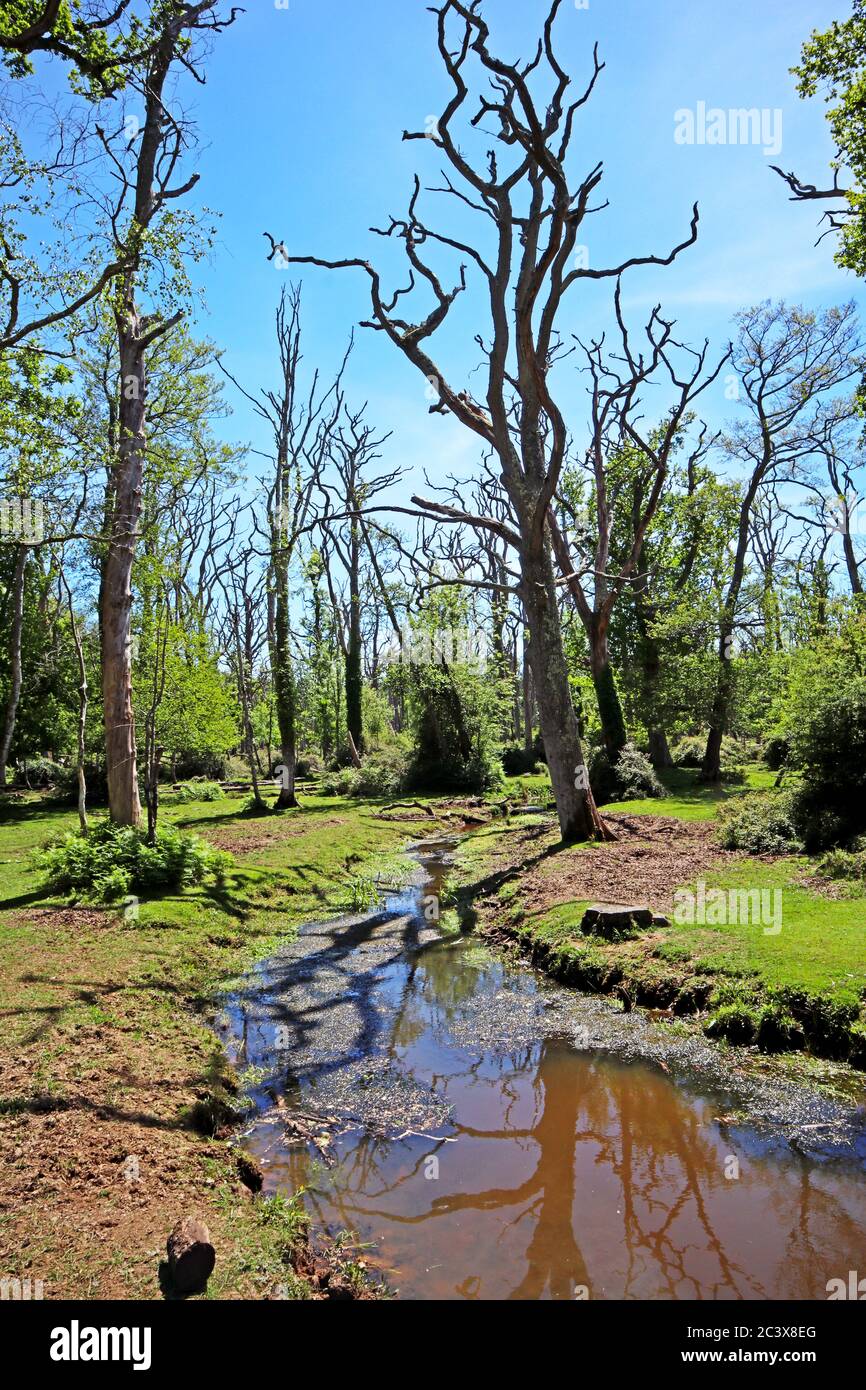 New Forest stream flowing through a dead oak forest Stock Photo - Alamy