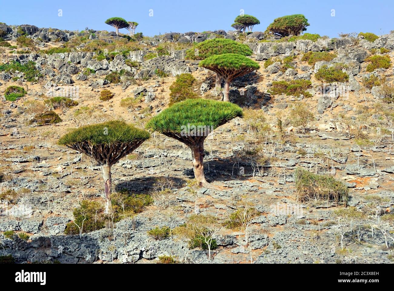 Endemic plant Dragon Blood Tree in the island Socotra, Yemen Stock ...