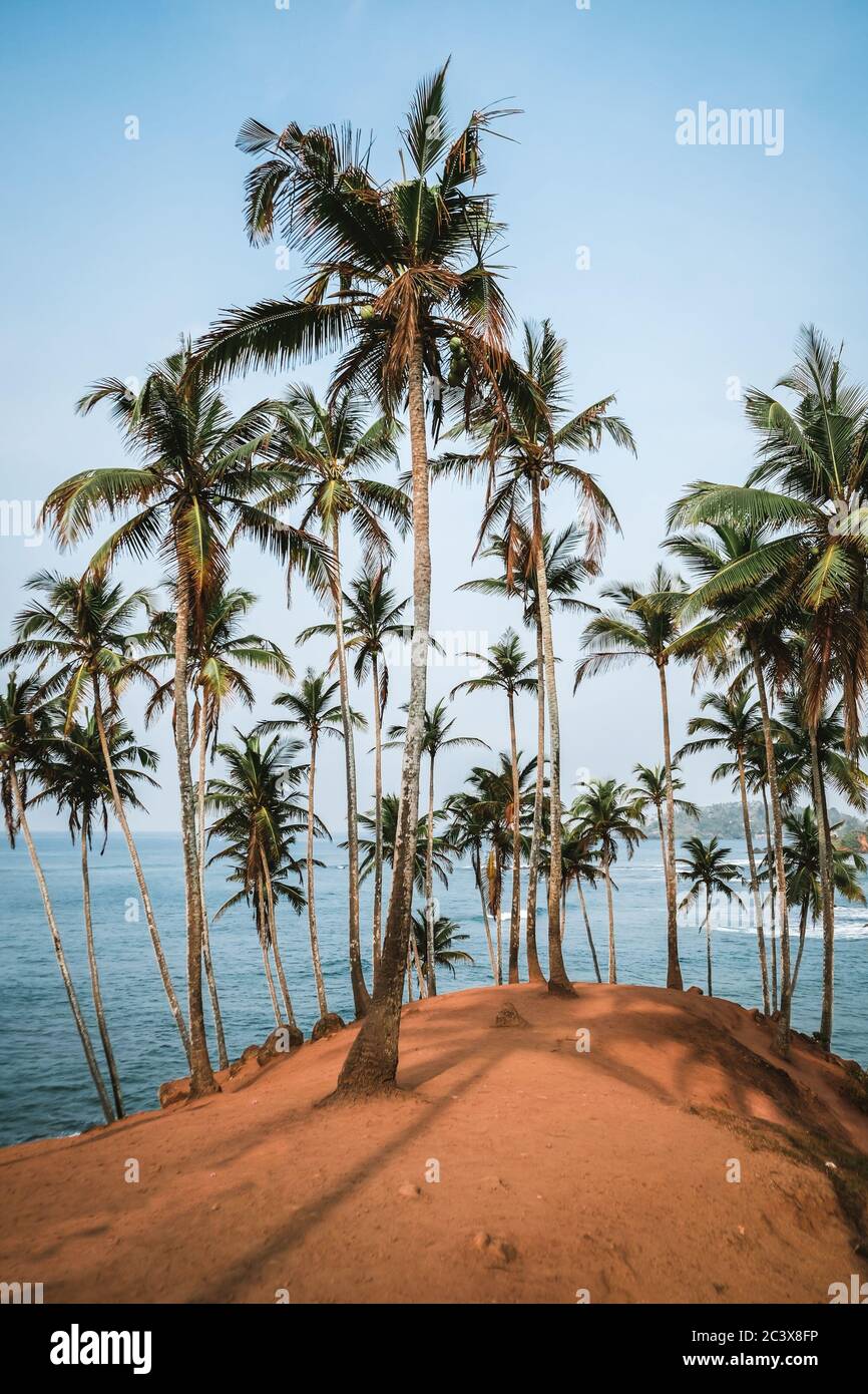 Coconut Trees Beach Sunrise