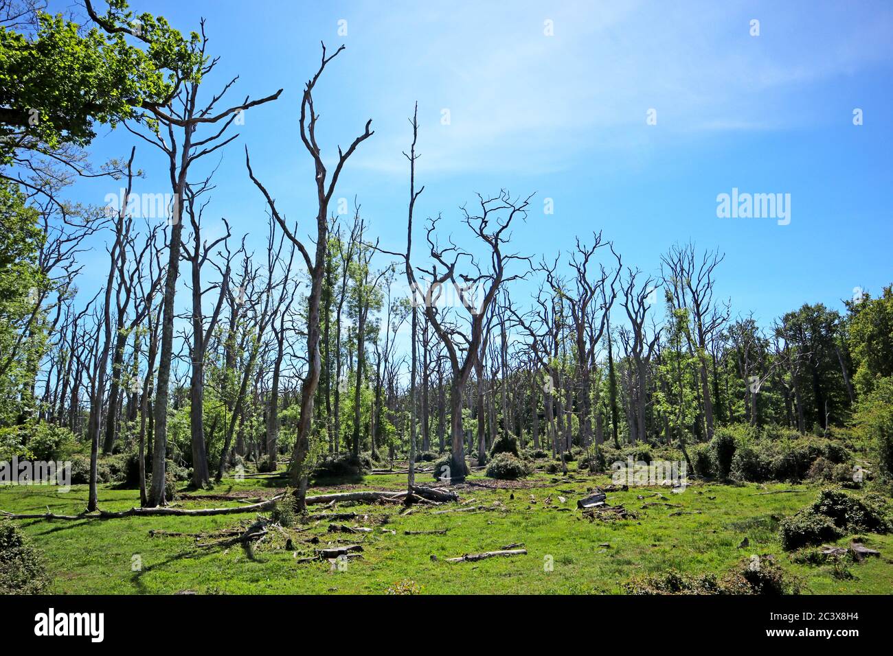 Bare branches of dead oak trees Stock Photo - Alamy