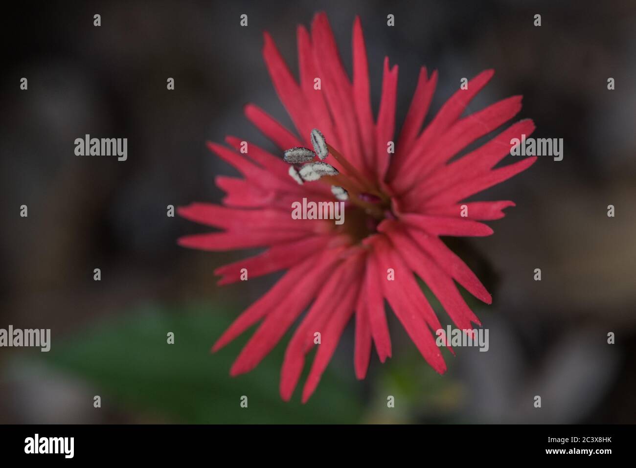 The cardinal catchfly (Silene laciniata) a wild flower growing in ...