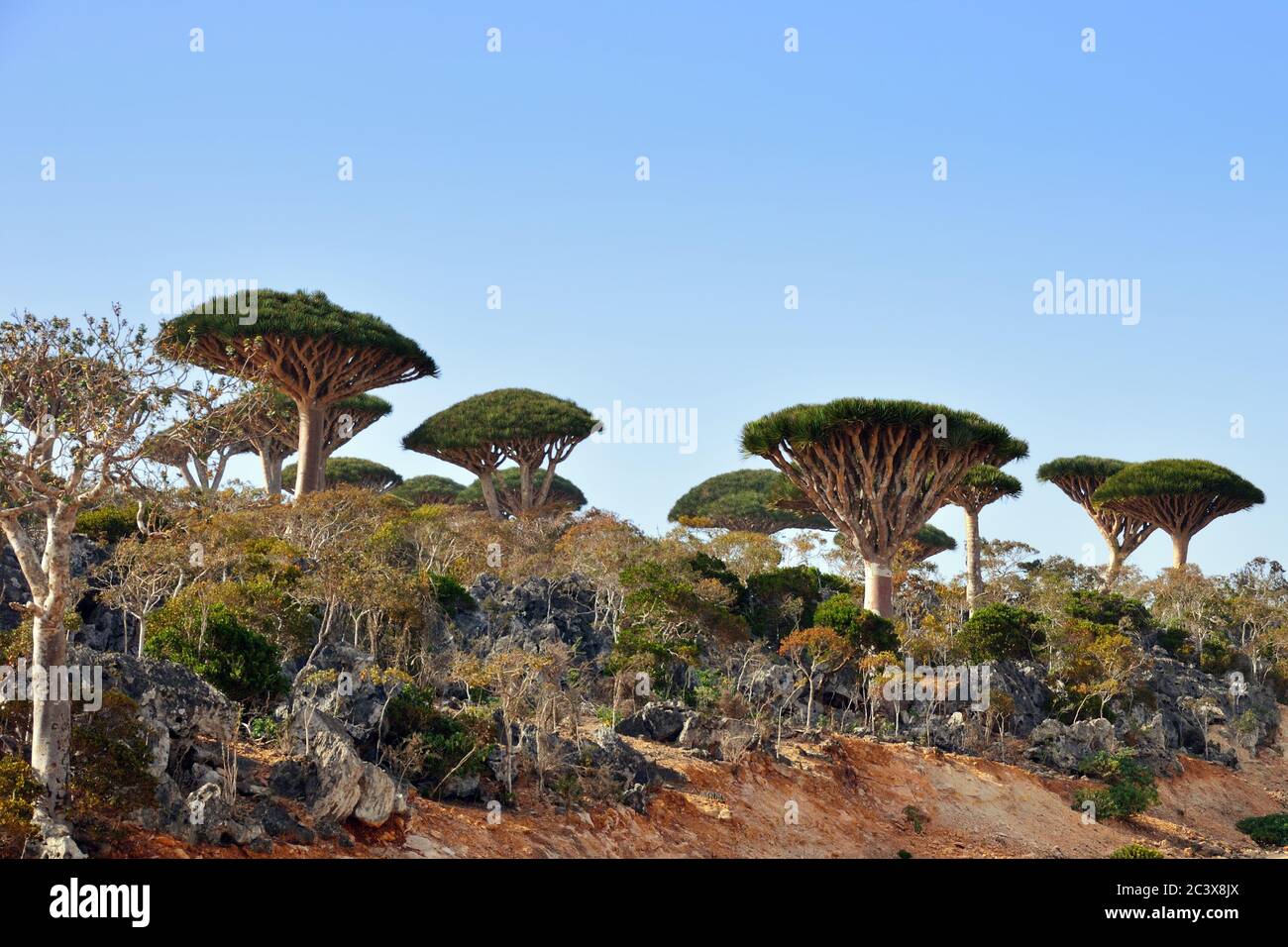 Endemic plant Dragon Blood Tree in the island Socotra, Yemen Stock ...