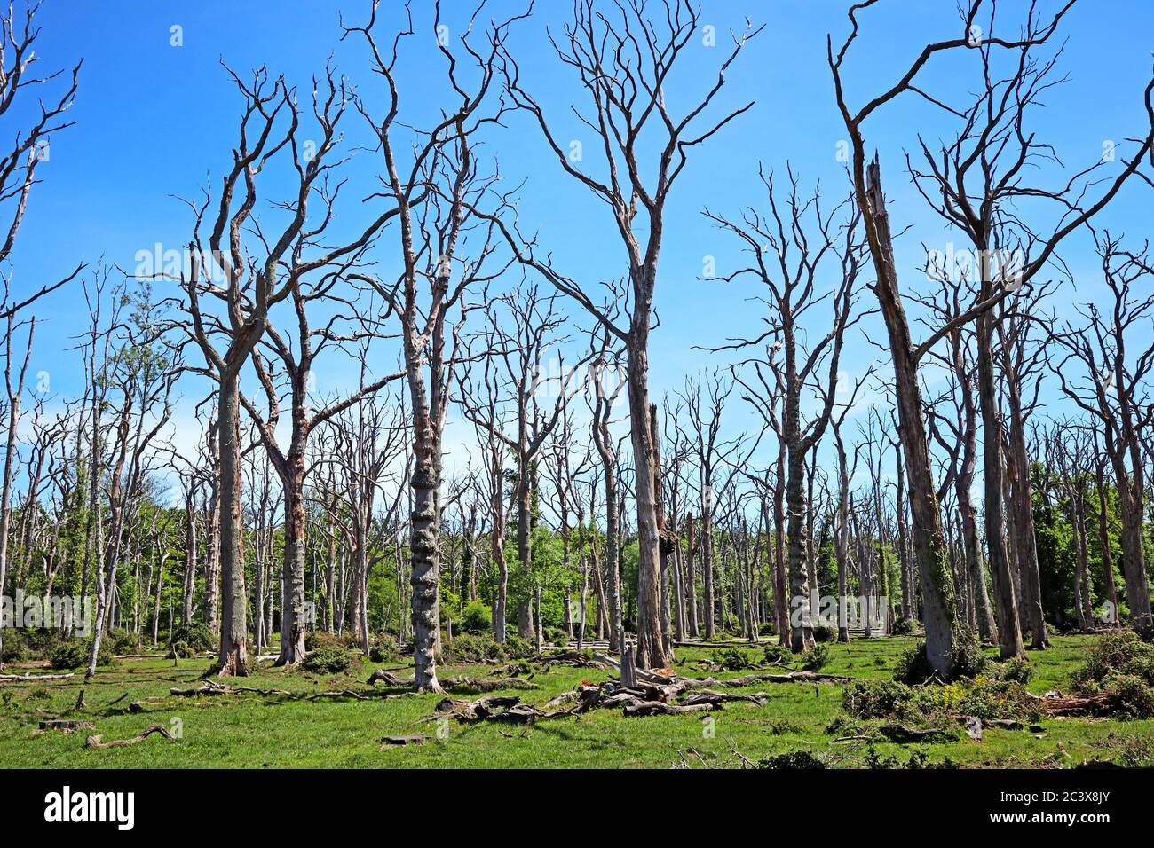 Bare branches of dead oak trees Stock Photo - Alamy
