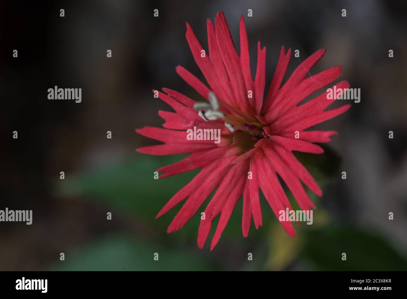 The cardinal catchfly (Silene laciniata) a wild flower growing in ...
