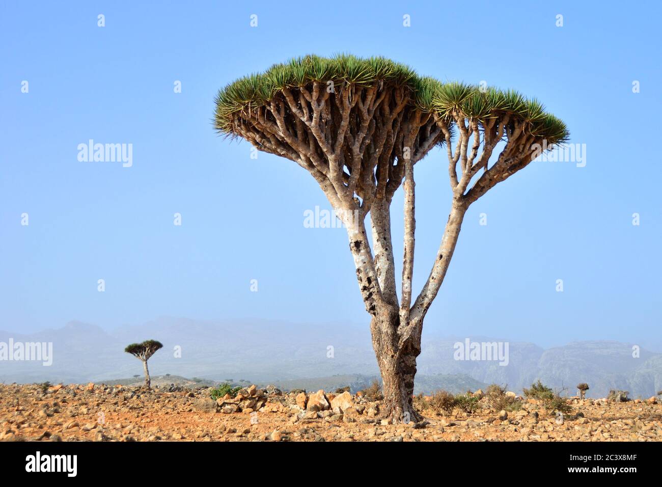 Endemic plant Dragon Blood Tree in the island Socotra, Yemen Stock ...