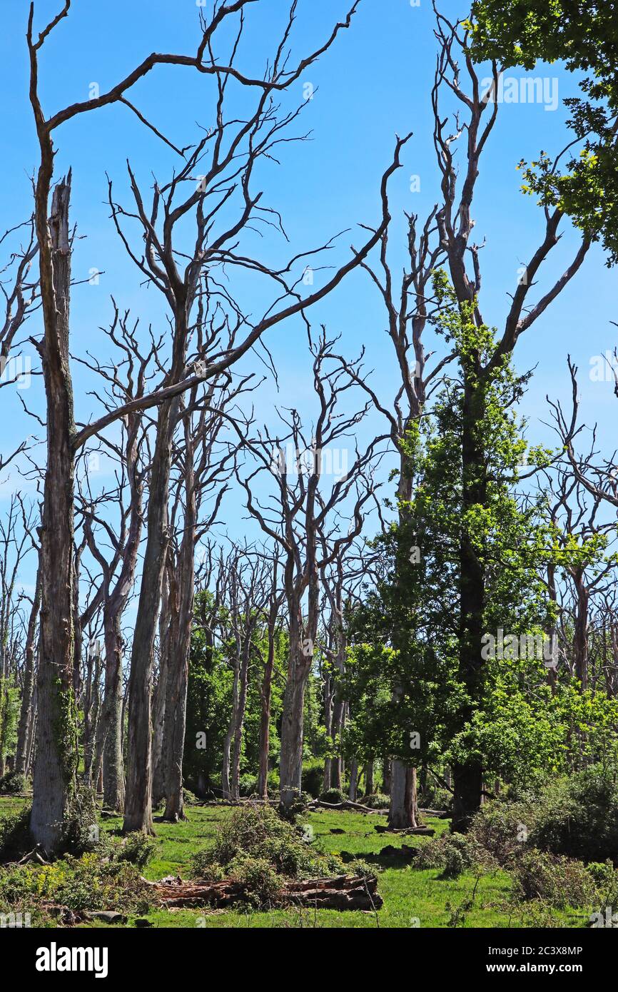 Dead oak tree forest Stock Photo - Alamy