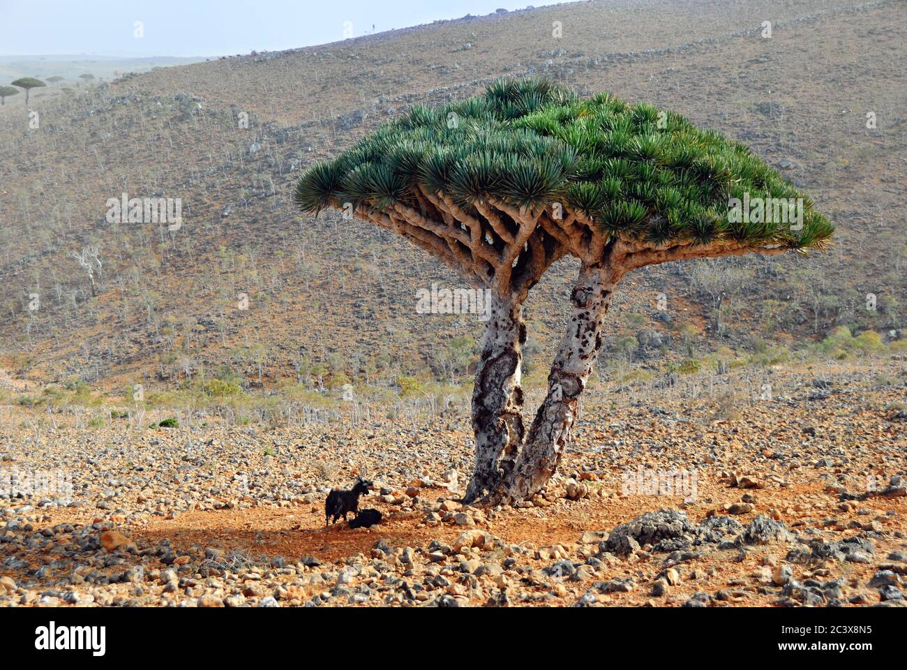 Endemic plant Dragon Blood Tree in the island Socotra, Yemen Stock ...
