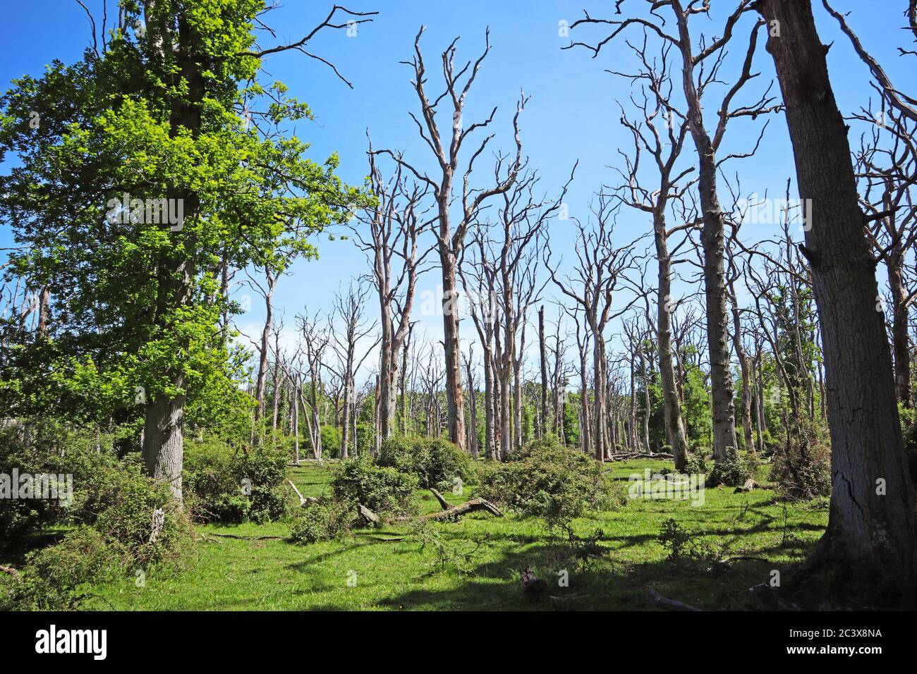 Dead oak tree forest Stock Photo - Alamy