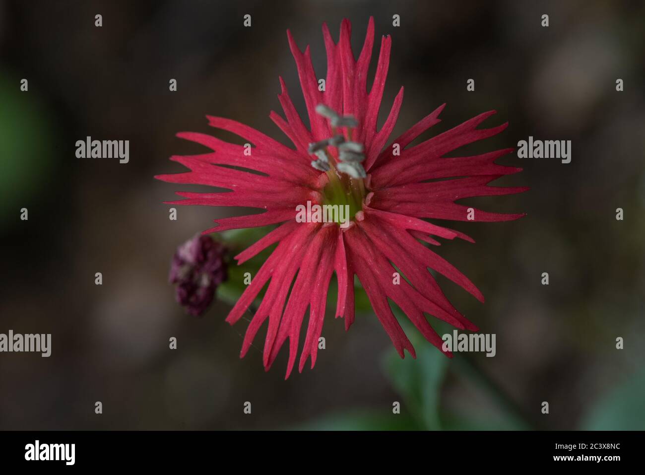 Flower indian hi-res stock photography and images - Alamy