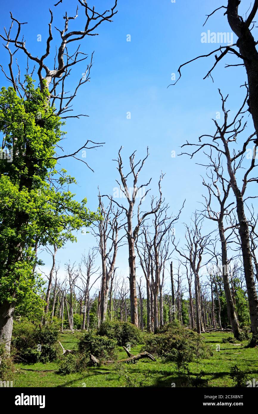 Dead oak tree forest Stock Photo - Alamy