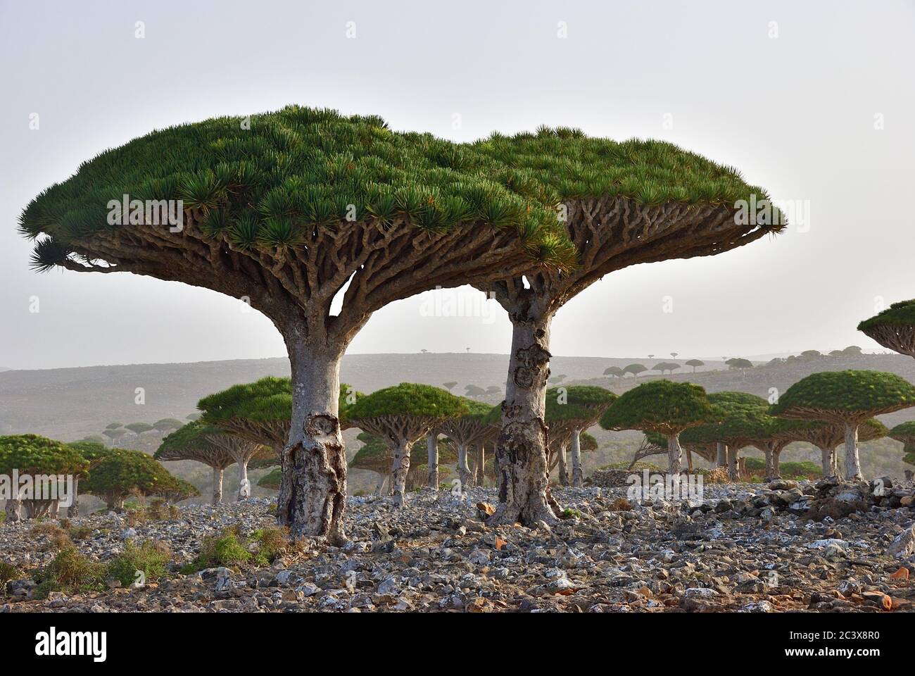Dragon trees at Dixam plateau Socotra Island shown at sunset, Yemen ...