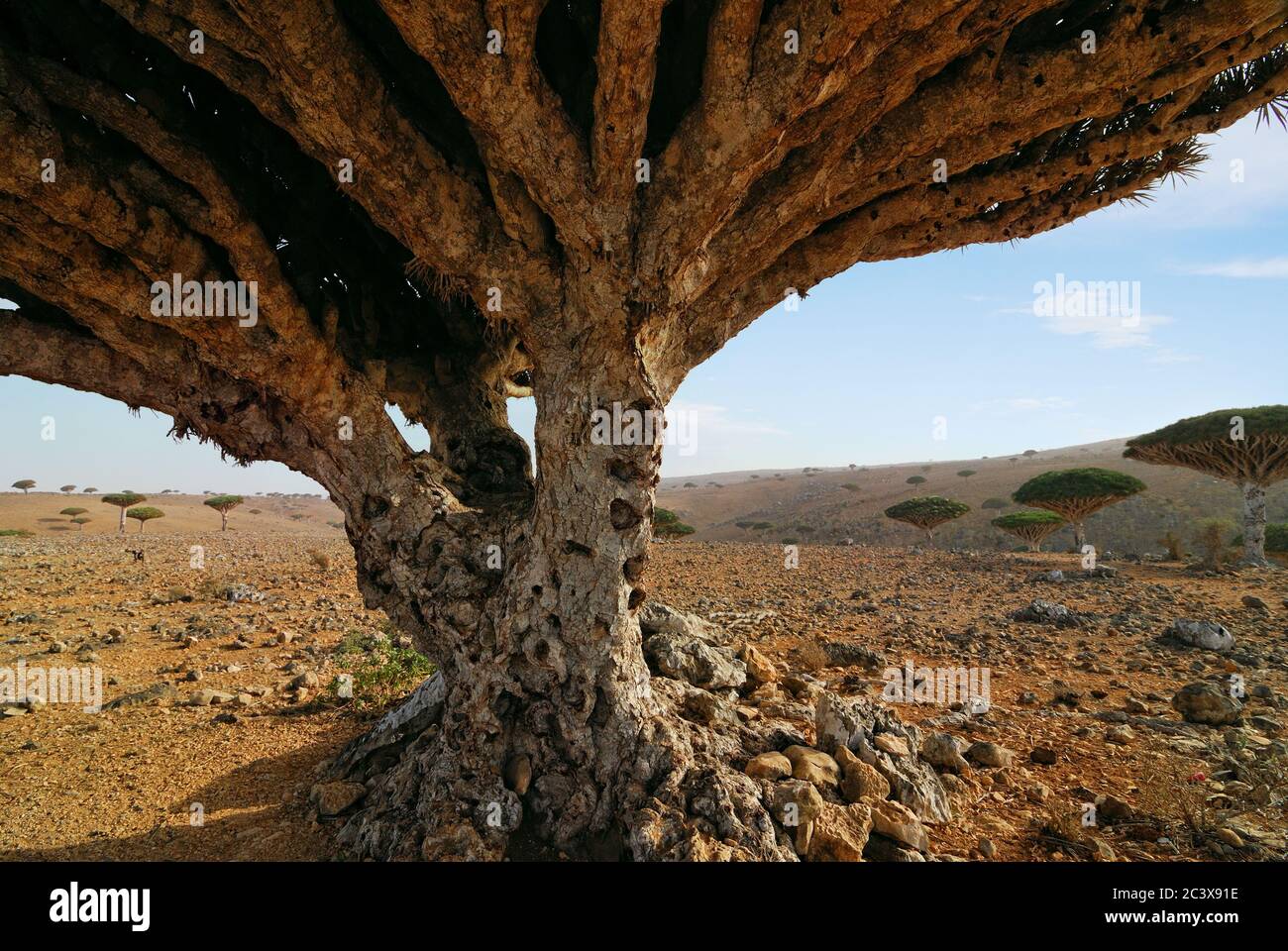 Dragon blood tree forest hi-res stock photography and images - Alamy