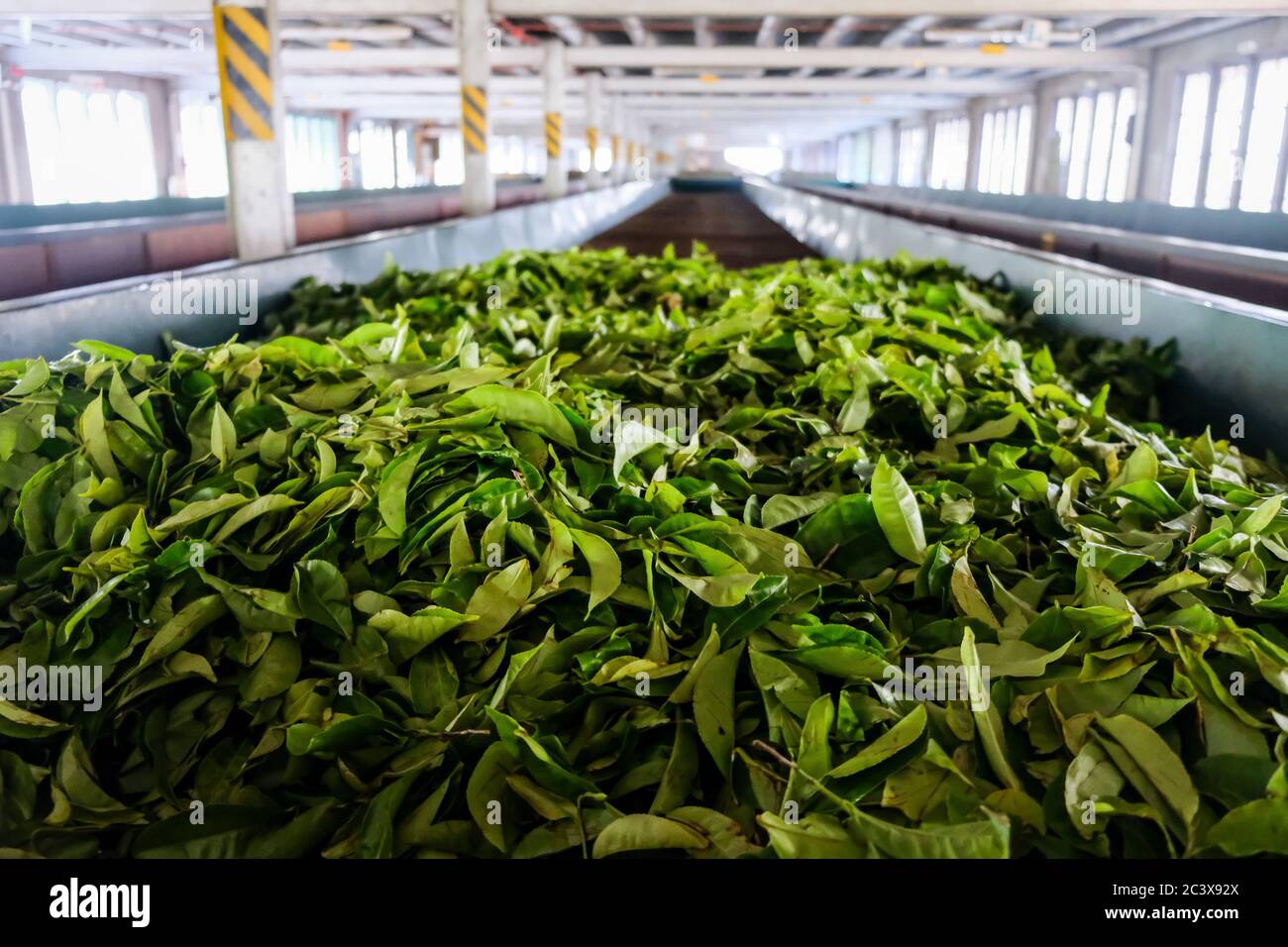 Freshly harvested tea leaves left for drying inside a tea factory in ...