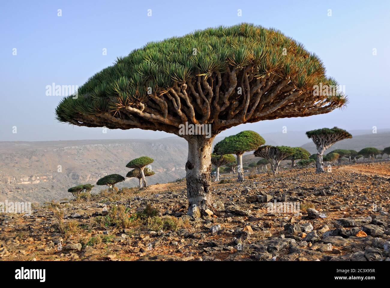 Endemic plant Dragon Blood Tree in the island Socotra, Yemen Stock ...