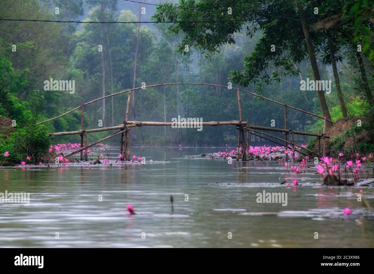 Crossing the lotus river Stock Photo - Alamy
