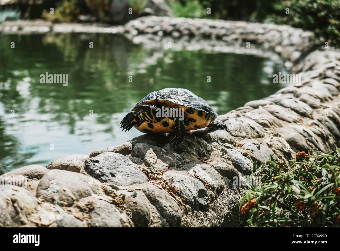 Turtle coming out of the lake hi-res stock photography and images - Alamy