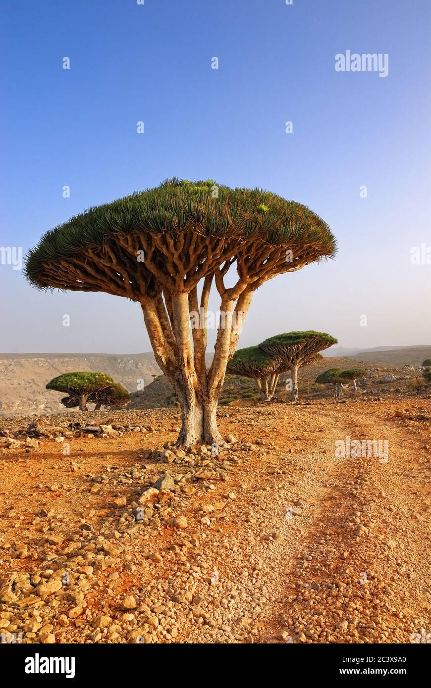 Endemic plant Dragon Blood Tree along a dirty road in the island ...