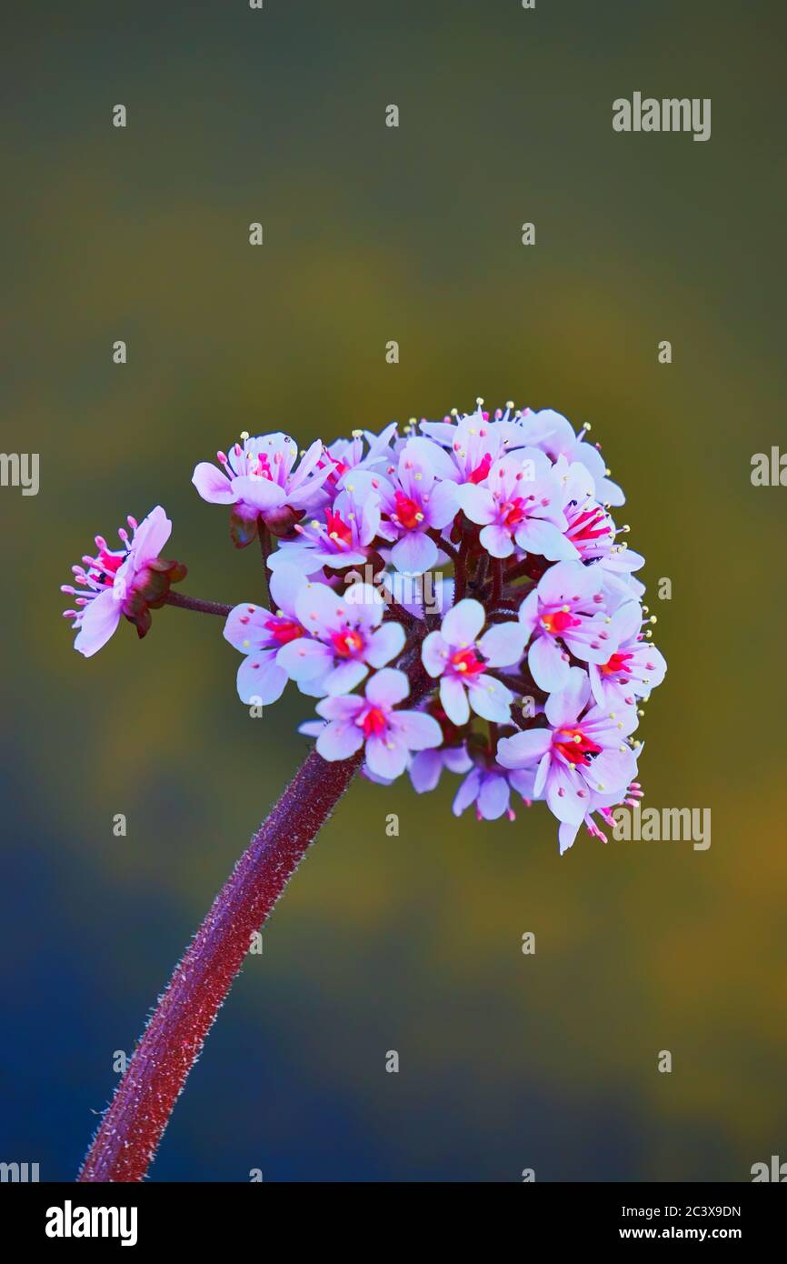 Small pink flowers with a colorful background Stock Photo - Alamy