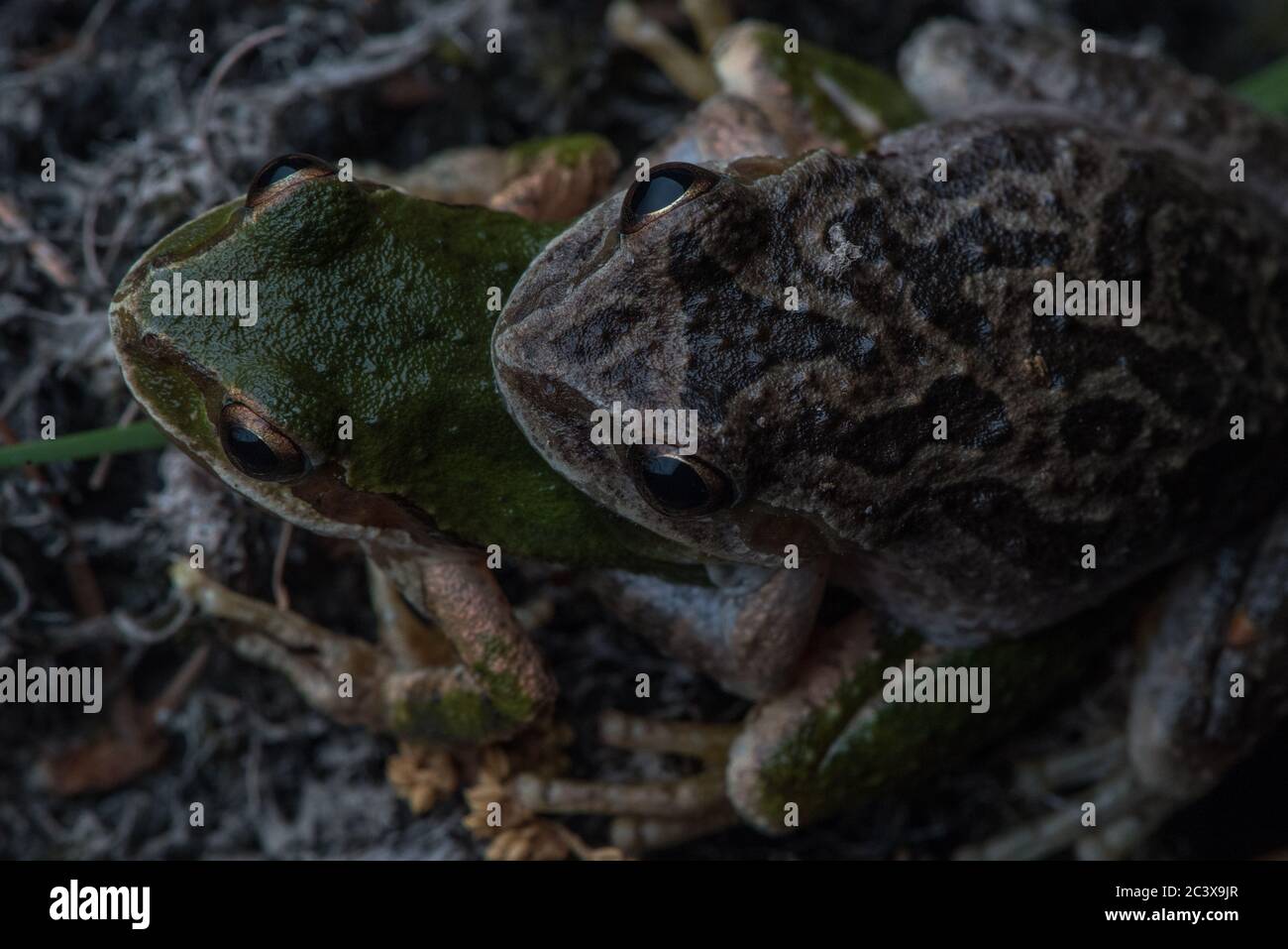 Pacific tree frog eggs hi-res stock photography and images - Alamy