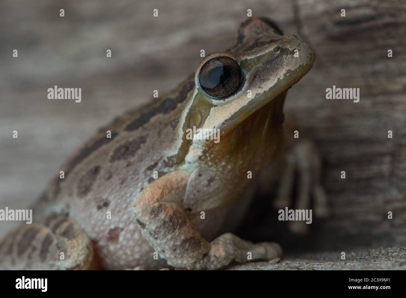 Sierran tree frog (Pseudacris sierra) sitting on a log in California ...