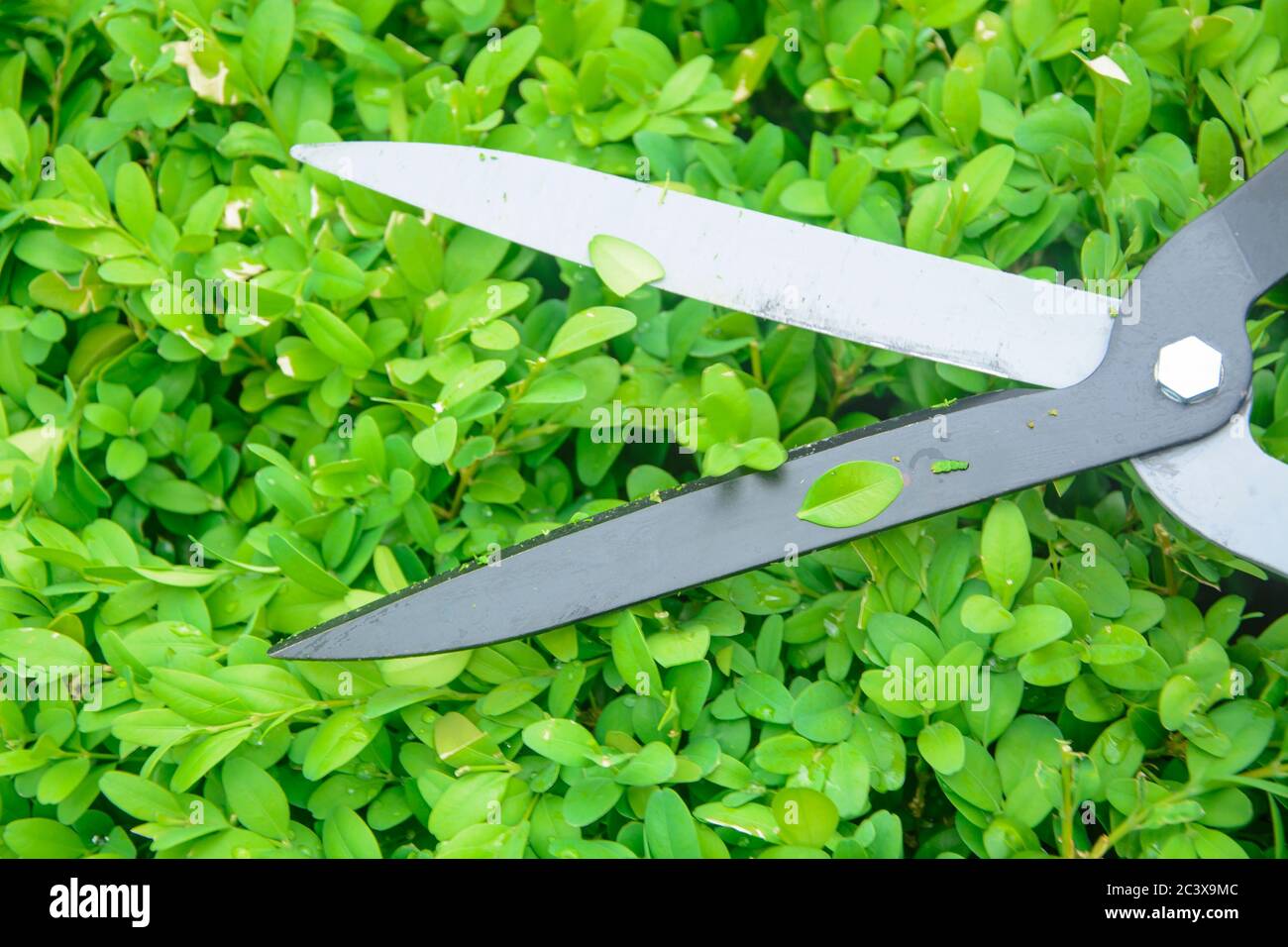 Hands are cut bush clippers in garden Stock Photo - Alamy