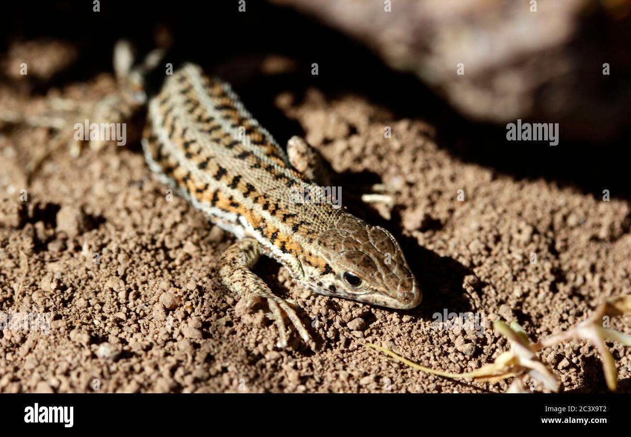 cute lizard in nature close-up Stock Photo - Alamy