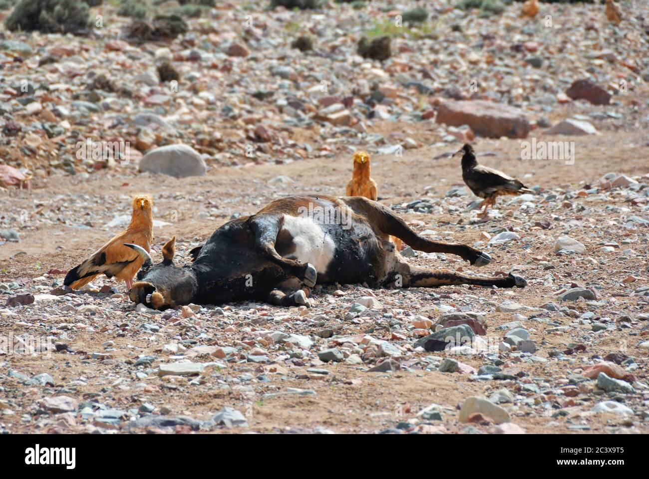 Corpse of the dead cow on the ground surrounded by vultures. Socotra ...