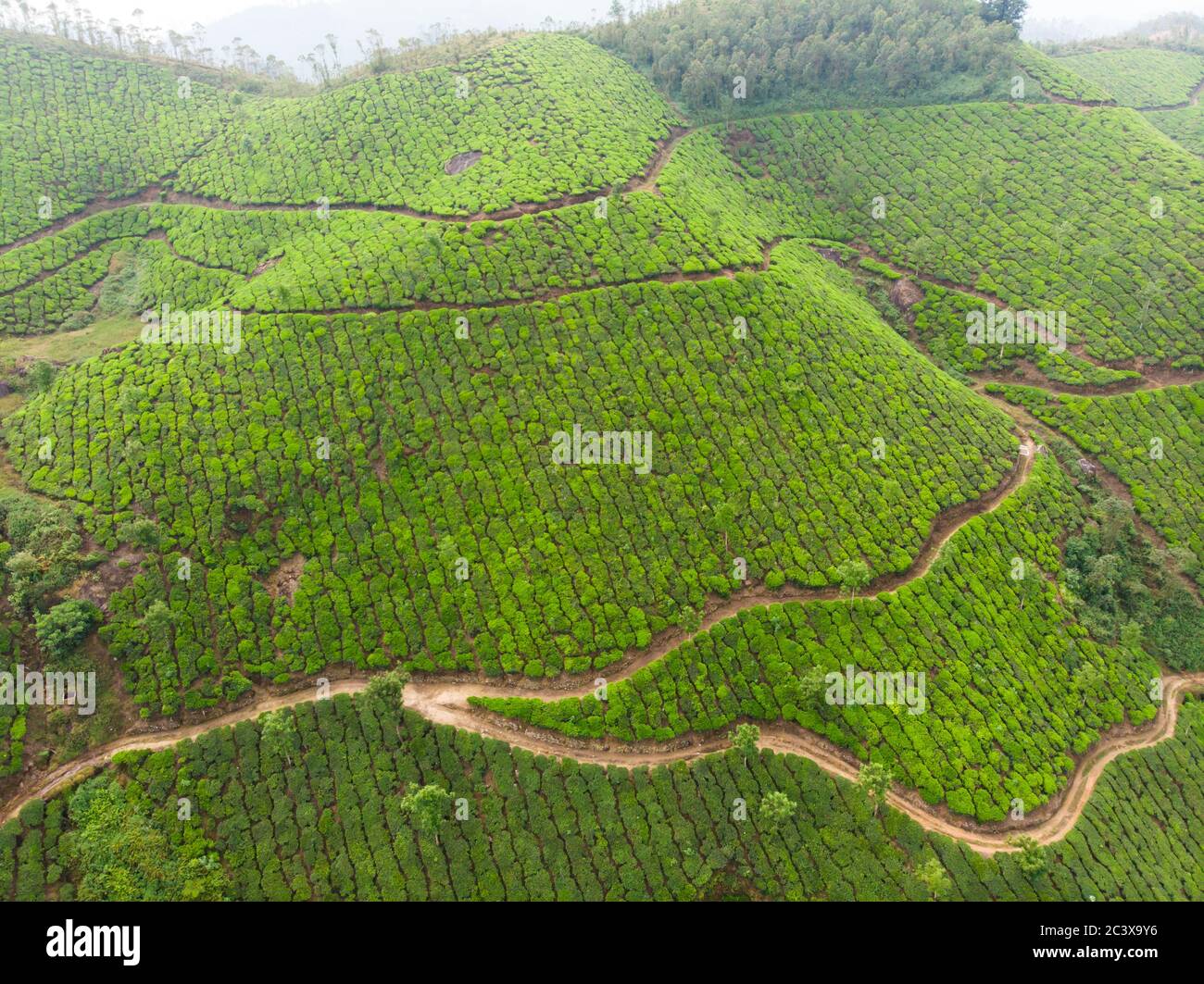 Aerial view of tea plantations near the city of Munar. India Stock ...