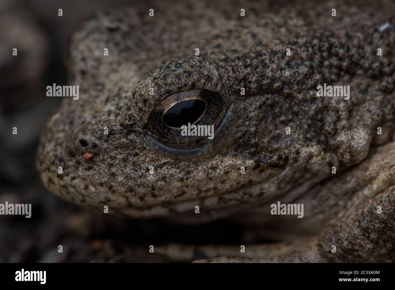 Profile of a frog hi-res stock photography and images - Alamy