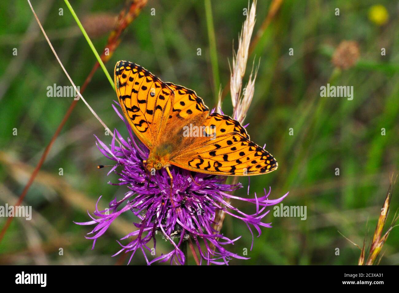 Dark Green Fritillary" Argynnis aglaja" on Greater Knapweed "Centaurea ...
