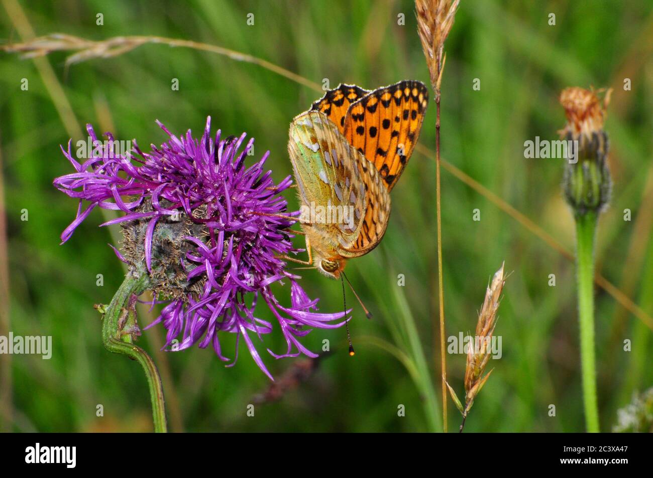 Dark Green Fritillary" Argynnis aglaja" on Greater Knapweed "Centaurea ...