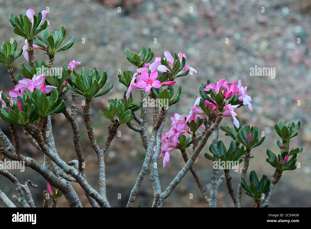 Flowering bottle tree is endemic tree adenium obesum of Socotra Island ...