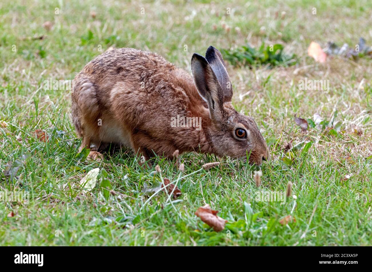 Little brown hare eating grass in a park Stock Photo - Alamy