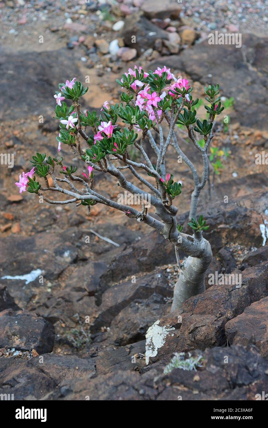 Flowering bottle tree is endemic tree adenium obesum of Socotra Island ...