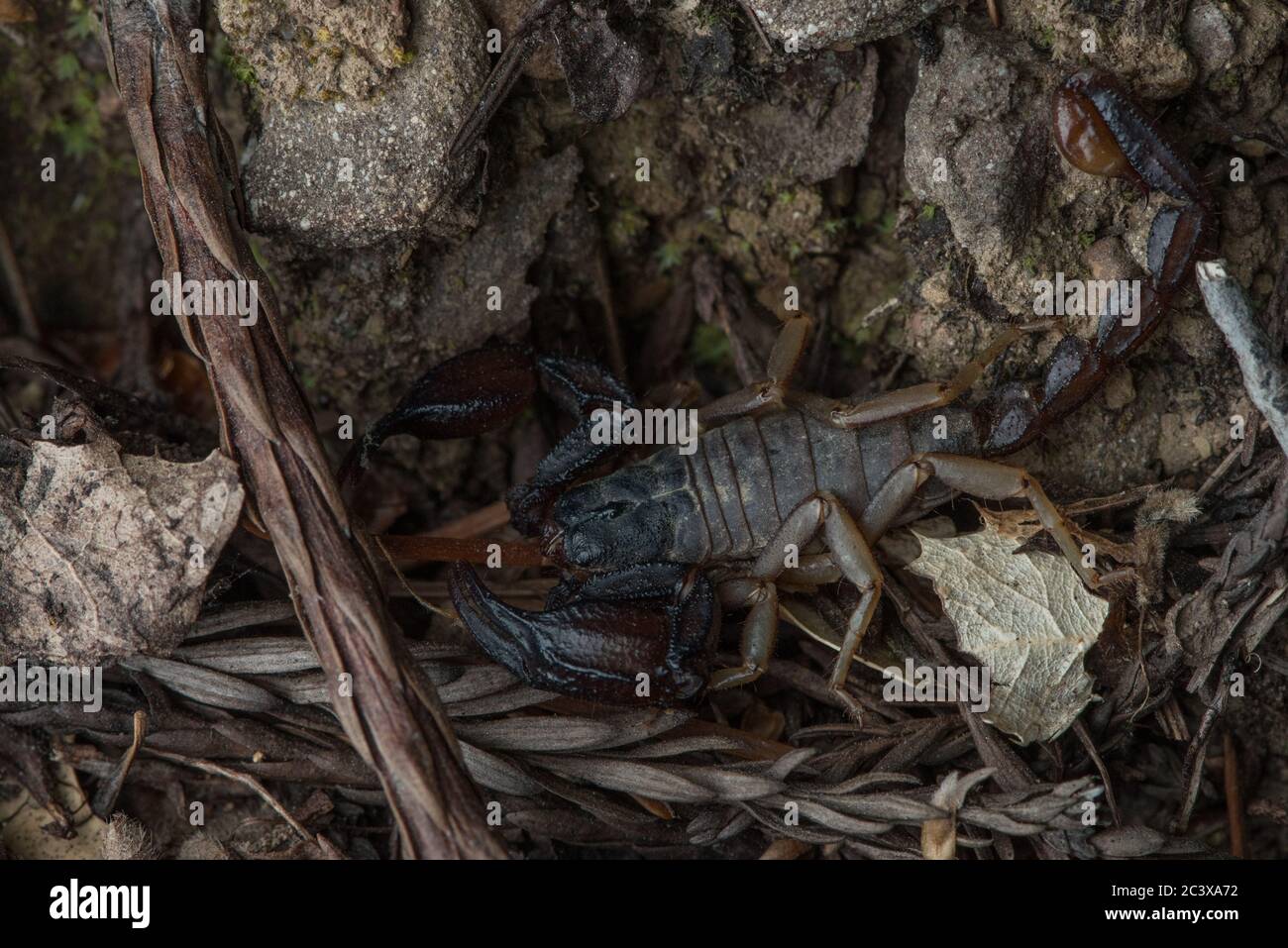 Uroctonus hi-res stock photography and images - Alamy