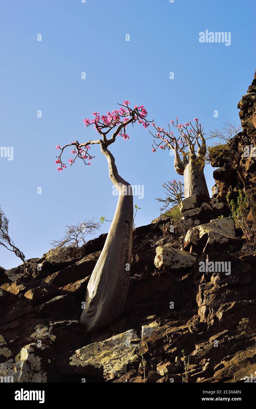 Flowering bottle tree is endemic tree adenium obesum of Socotra Island ...