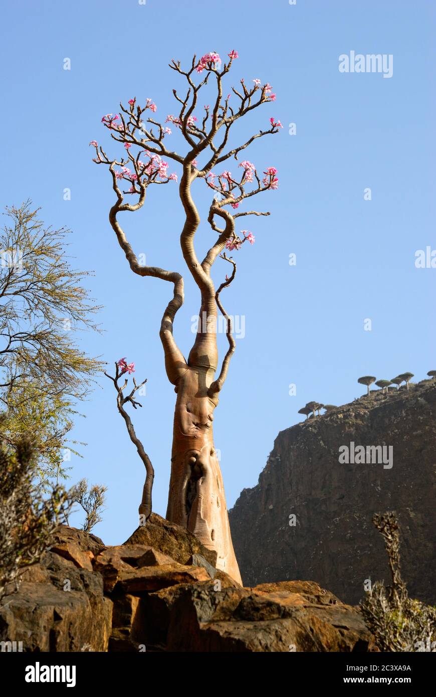 Flowering bottle tree is endemic tree adenium obesum of Socotra Island ...