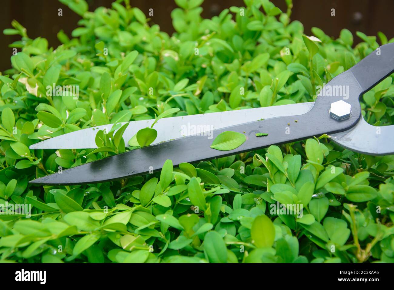 Hands are cut bush clippers in garden Stock Photo - Alamy