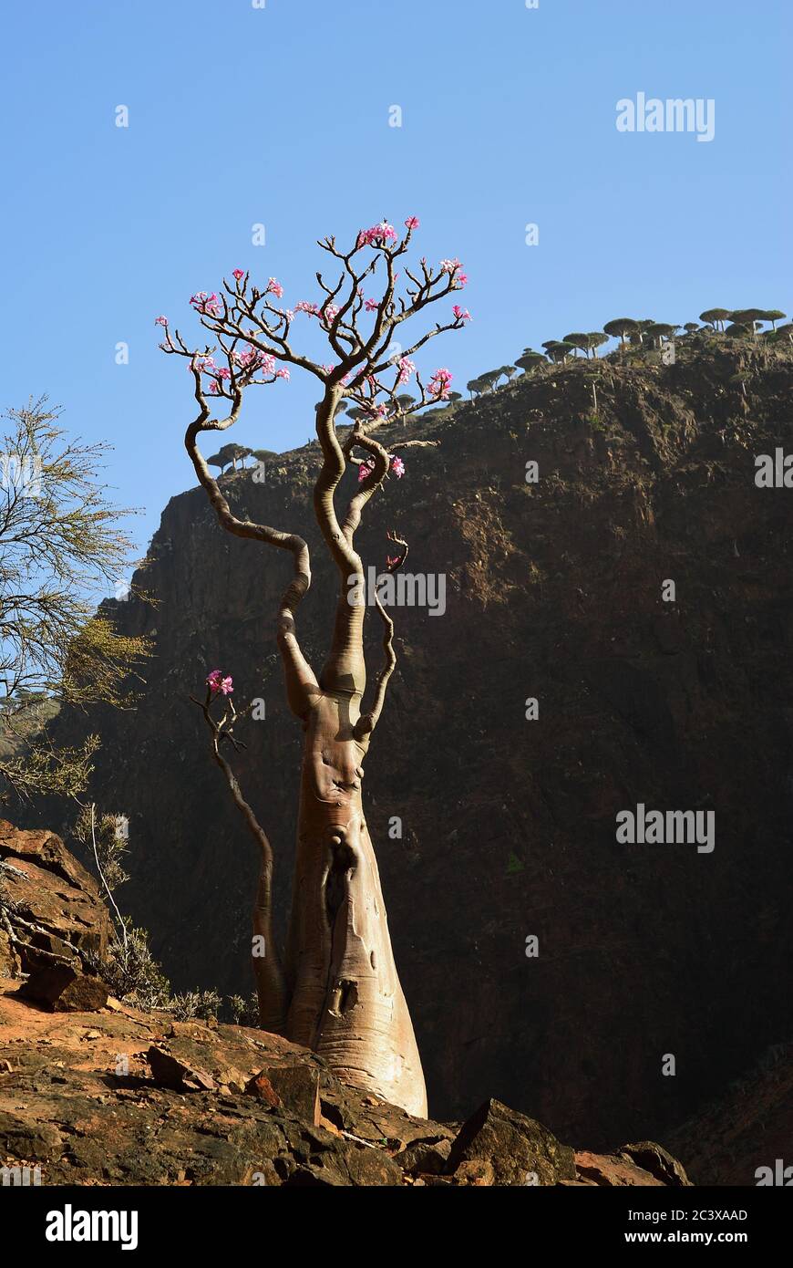Flowering bottle tree is endemic tree adenium obesum of Socotra Island ...
