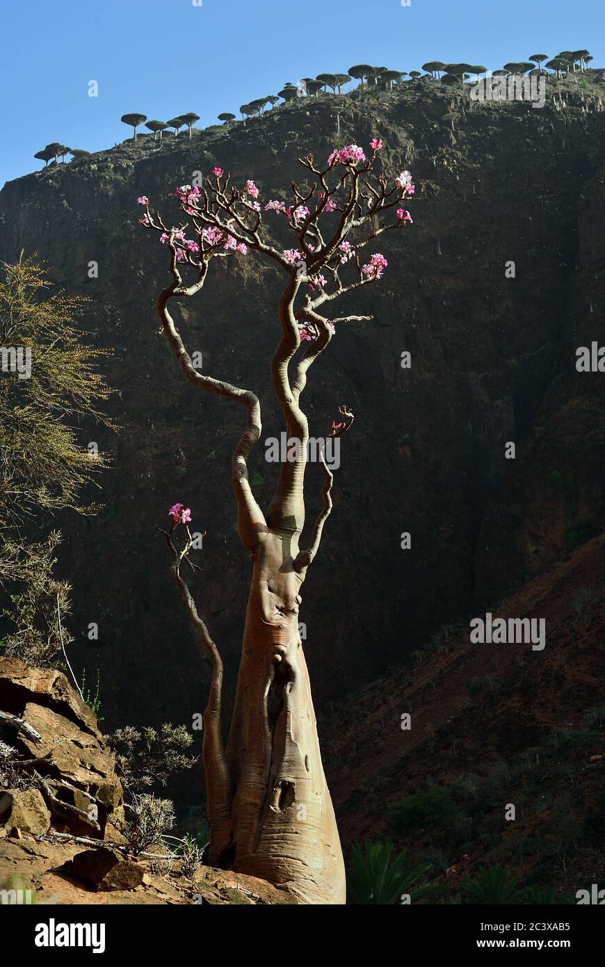 Flowering bottle tree is endemic tree adenium obesum of Socotra Island ...