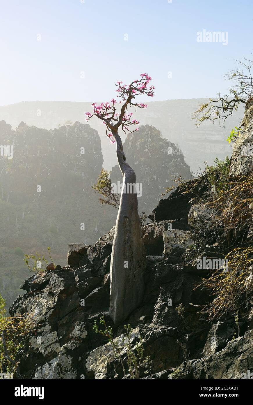 Flowering bottle tree is endemic tree adenium obesum of Socotra Island ...