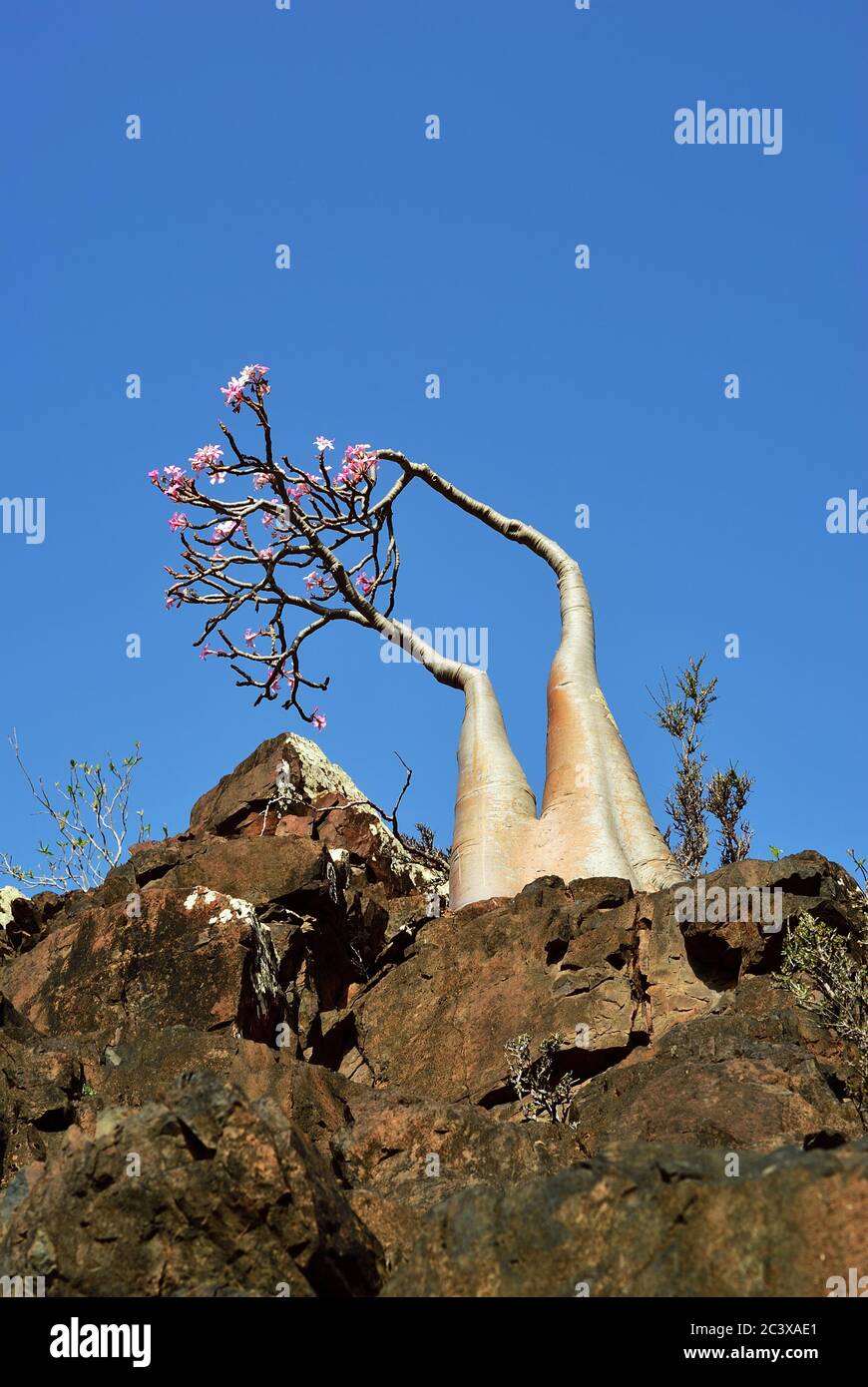 Flowering bottle tree is endemic tree adenium obesum of Socotra Island ...