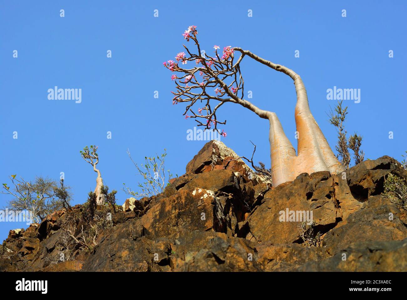 Flowering bottle tree is endemic tree adenium obesum of Socotra Island ...