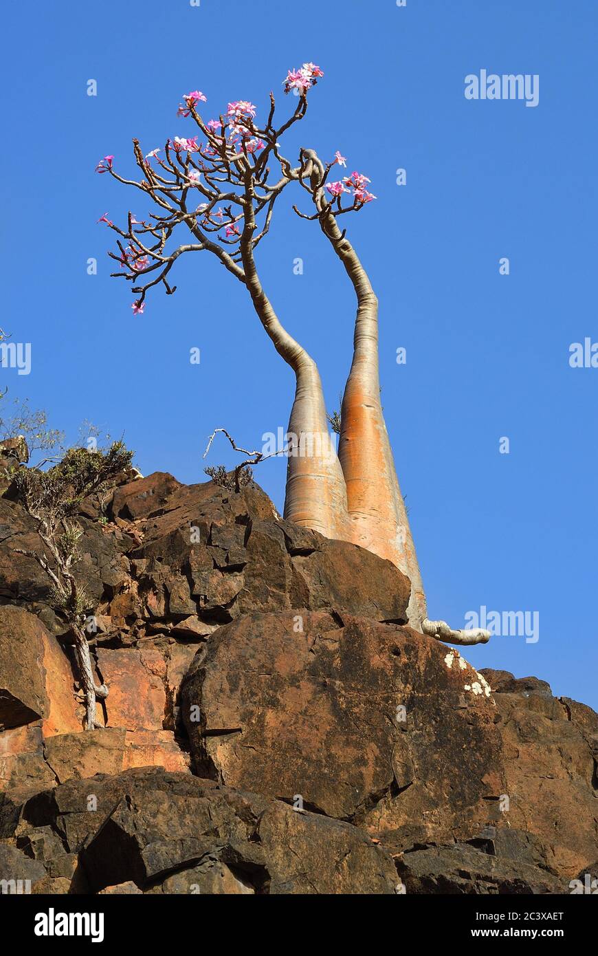 Flowering bottle tree is endemic tree adenium obesum of Socotra Island ...