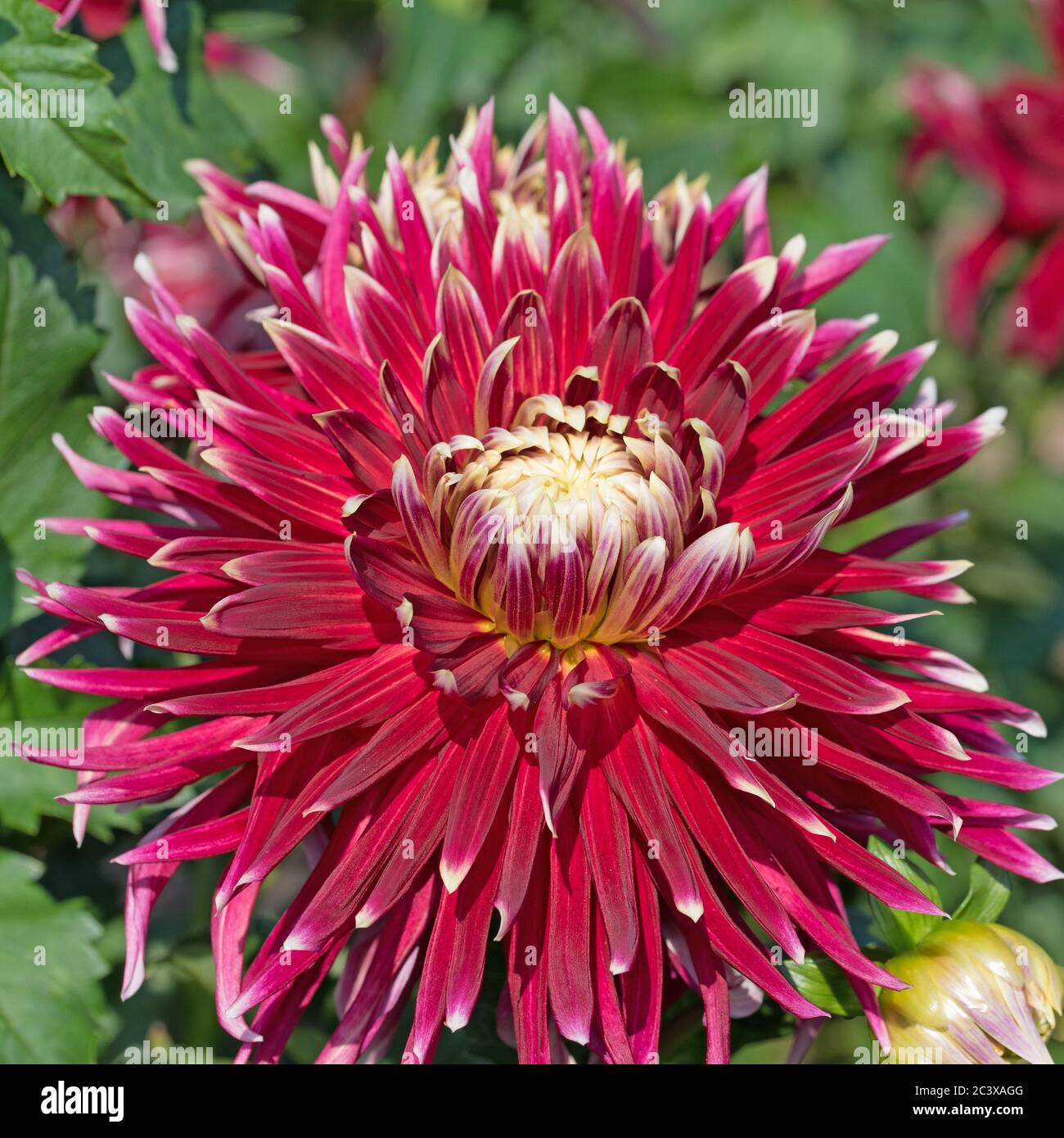 Blooming dahlias in the garden Stock Photo - Alamy
