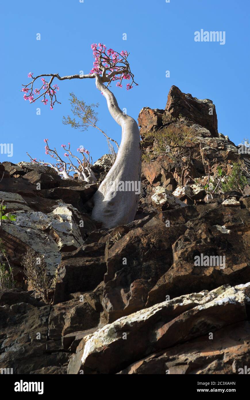 Flowering bottle tree is endemic tree adenium obesum of Socotra Island ...