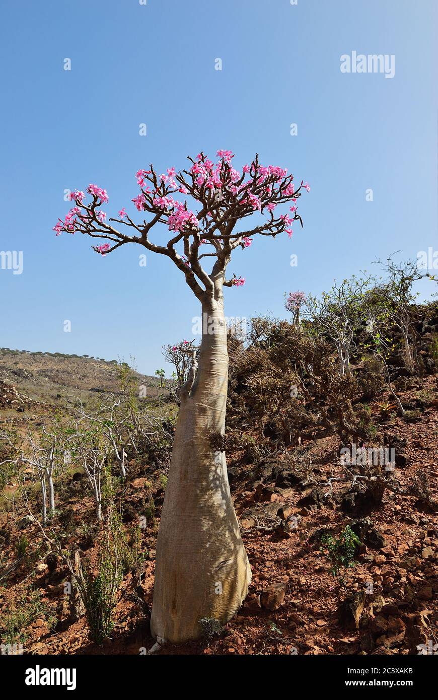 Flowering bottle tree is endemic tree adenium obesum of Socotra Island ...