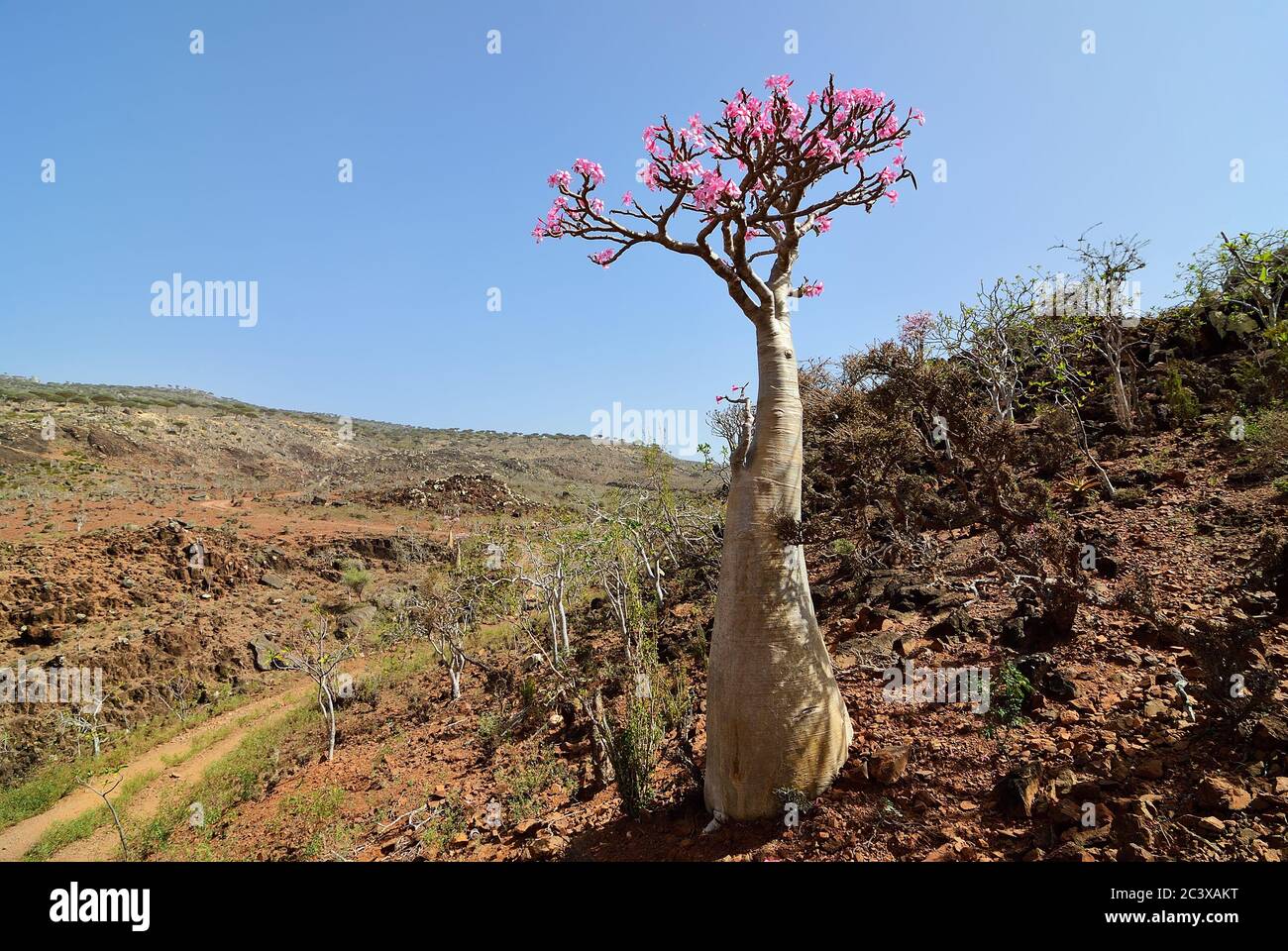 Endemic plant flowering bottle tree adenium obesum on the island ...